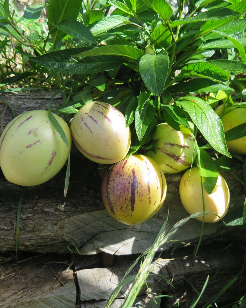 How to Propagate Pepino Melons: A Step-by-Step Guide - Pepino Plants